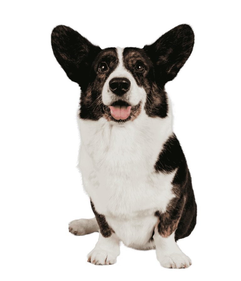 Award - каждый питомец - это чемпион, достойный награды